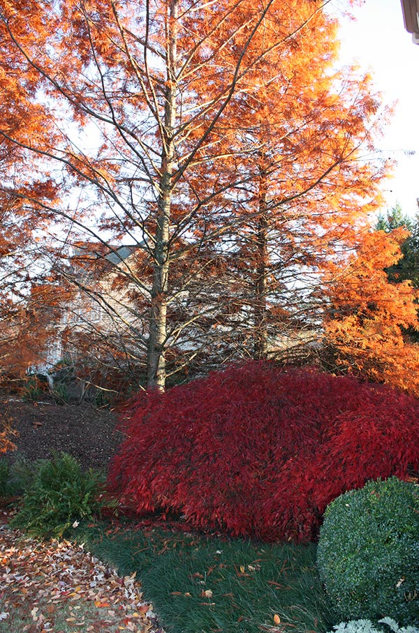 Red Dragon Japanese Maple Trees | Heirloom Tree & Garden GA